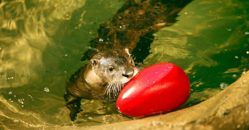 DSNH – Dayton Society of Natural History